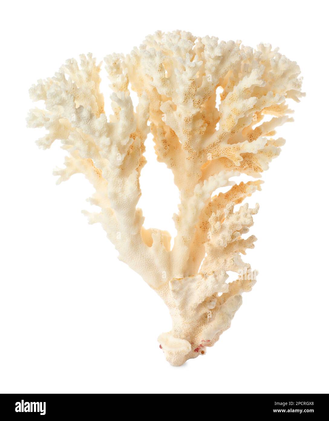 Beautiful exotic sea coral isolated on white Stock Photo - Alamy