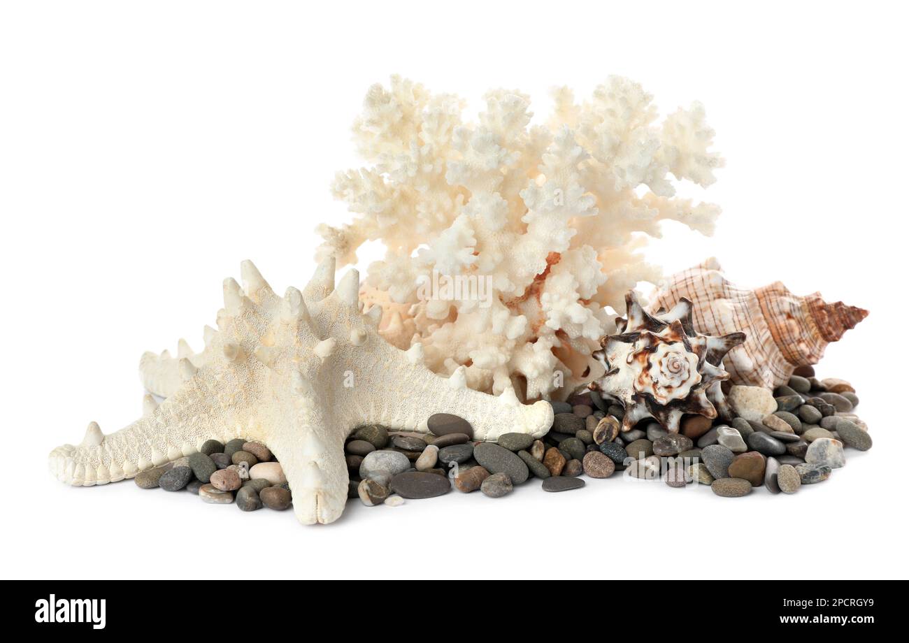 Beautiful exotic sea coral, shells and pebbles on white background ...
