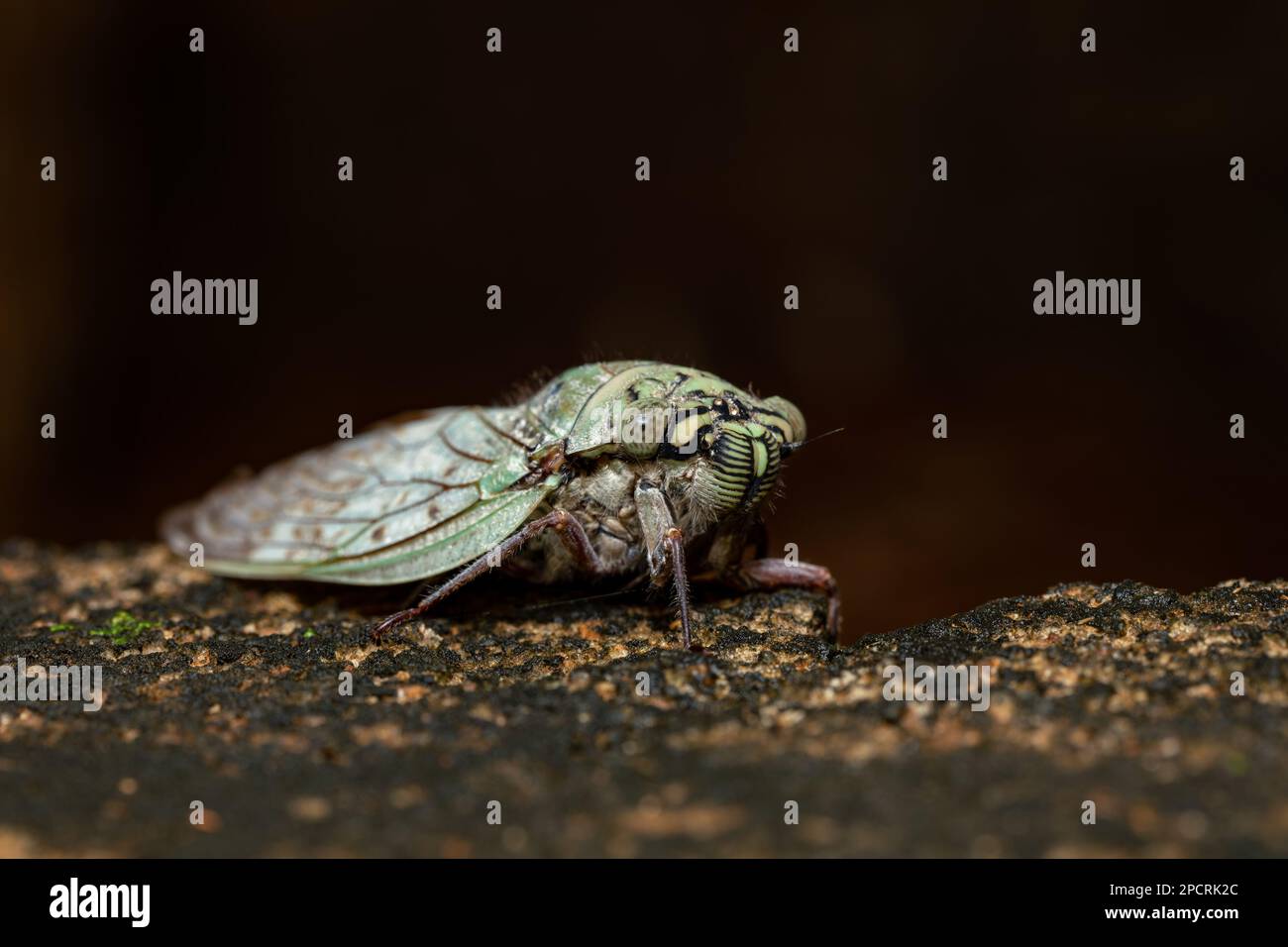 Cicada madagascar hi-res stock photography and images - Alamy