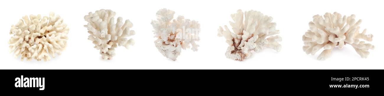 Set with beautiful corals on white background. Banner design Stock ...