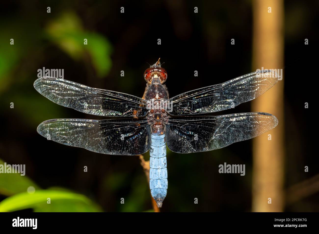 Azure Skimmer Dragonfly male (Orthetrum azureum) freshwater species ...