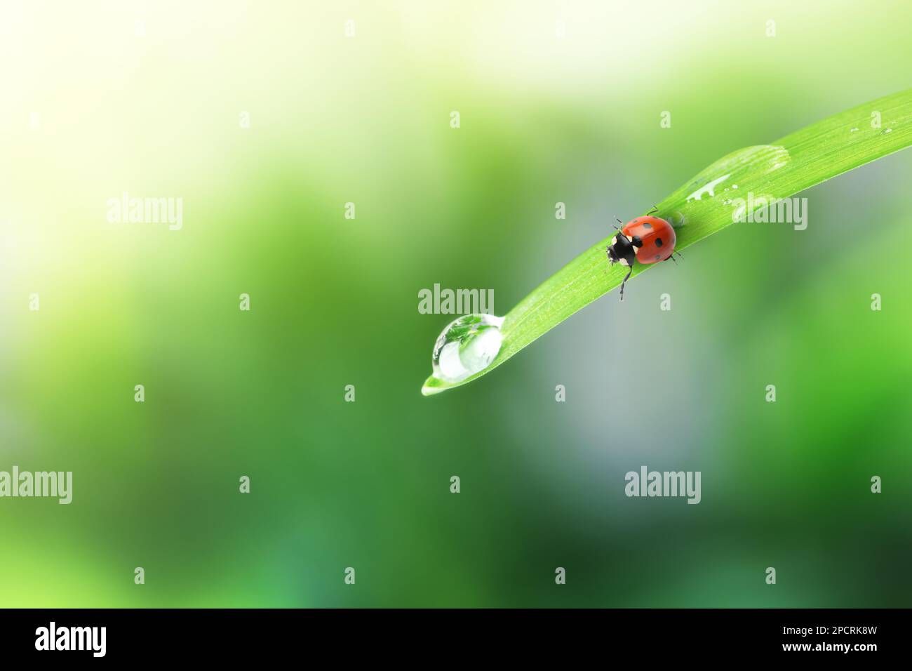 Ladybird with water droplet hi-res stock photography and images - Alamy