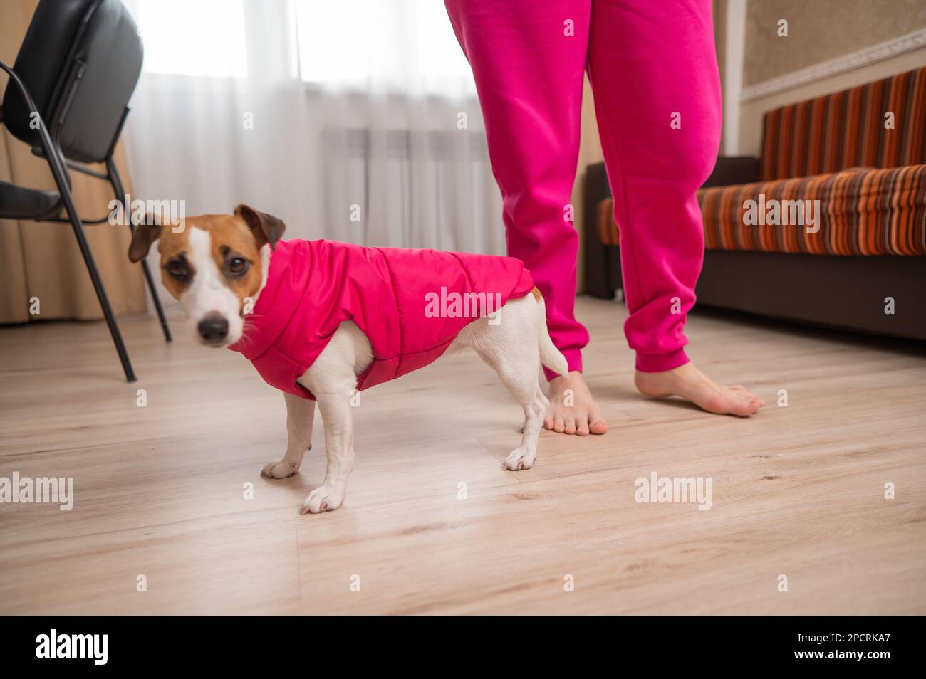 Jack Russell Terrier dog dressed in a pink jacket at the feet of the ...