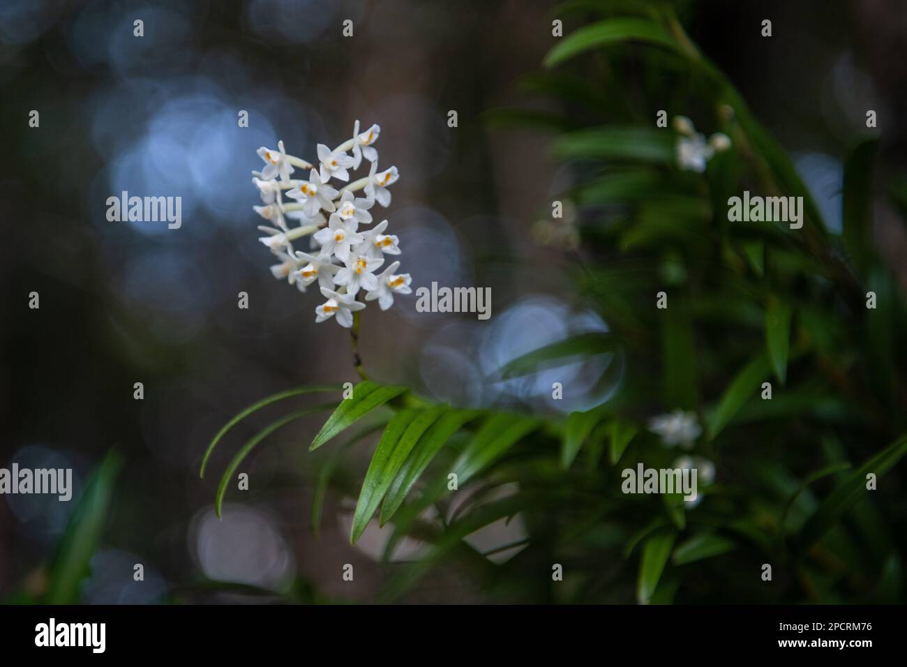Epiphytic orchid hi-res stock photography and images - Alamy