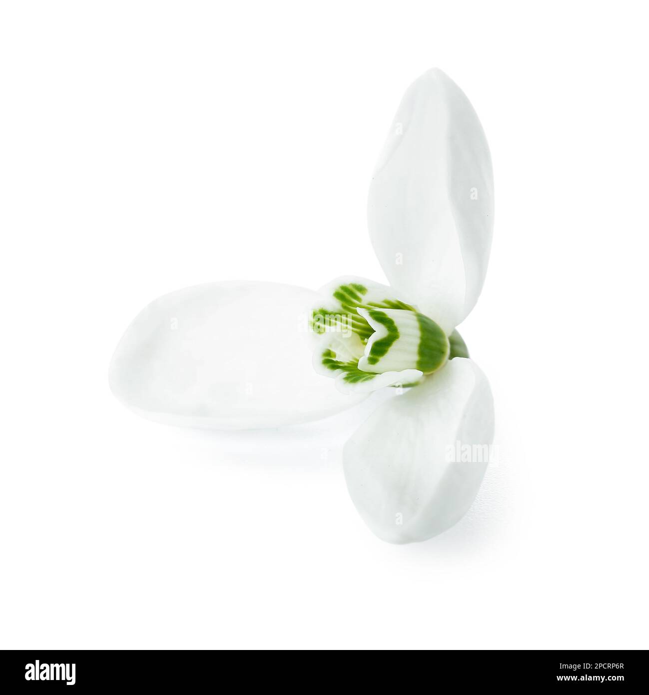 Beautiful snowdrop bud on white background Stock Photo - Alamy
