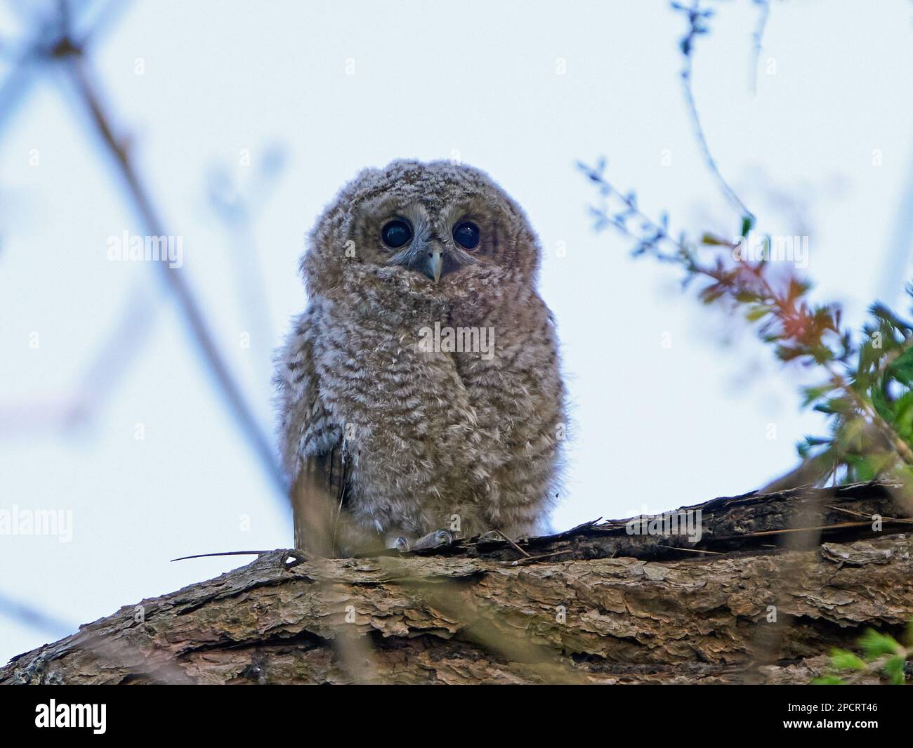 Juvenile Tawny owl in its natural habitat in Denmark Stock Photo - Alamy