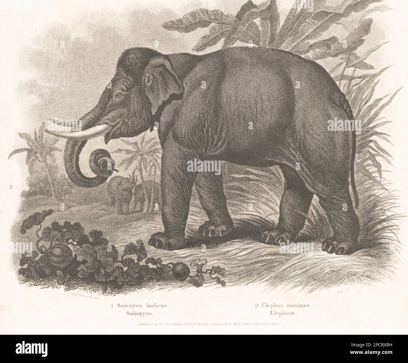 Endangered Indian elephant, Elephas maximus indicus 2. Bull elephant in ...