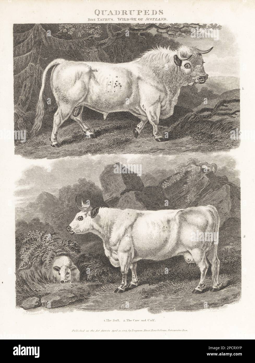 Wild ox of Scotland, bull, cow and calf, Bos taurus. White forest breed ...