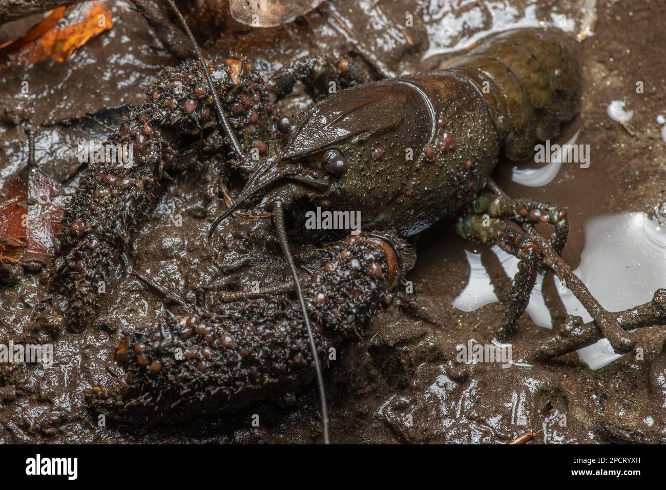Southern crayfish, Paranephrops zealandicus, from Stewart island, this ...