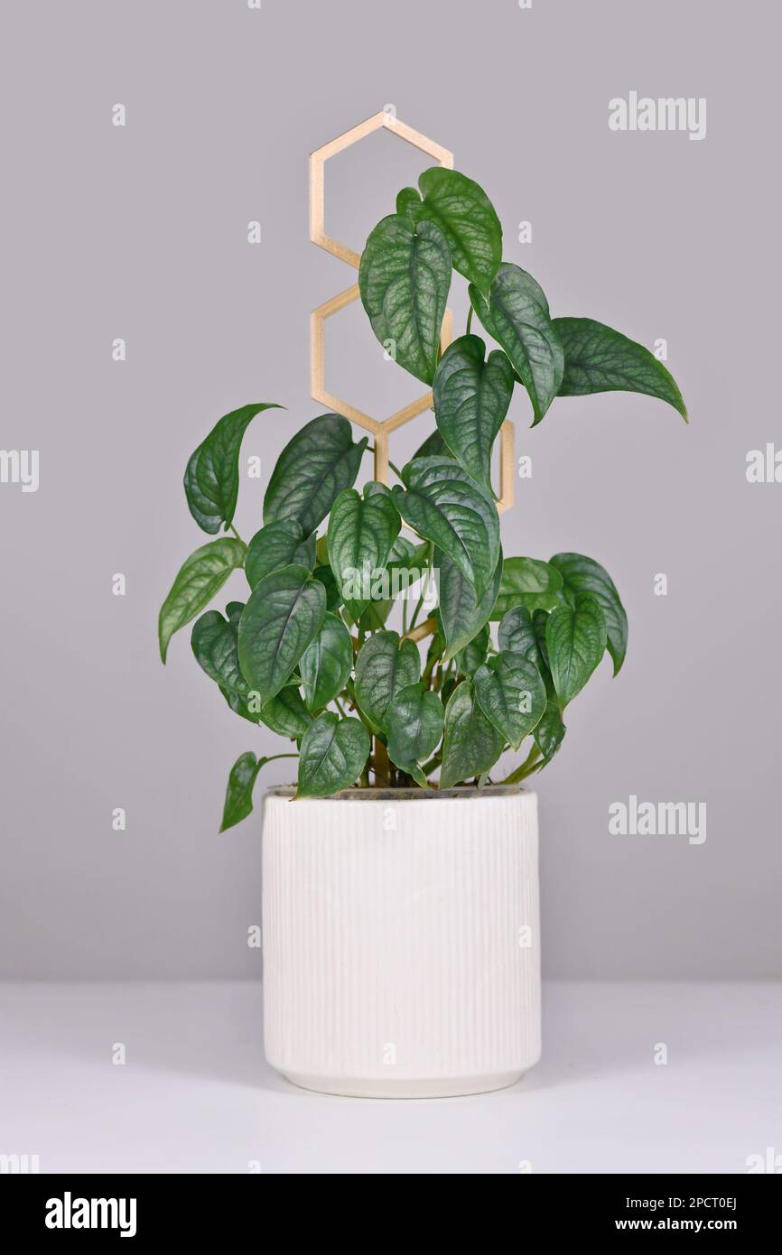 Exotic 'Monstera Siltepecana' houseplant in flower pot Stock Photo - Alamy