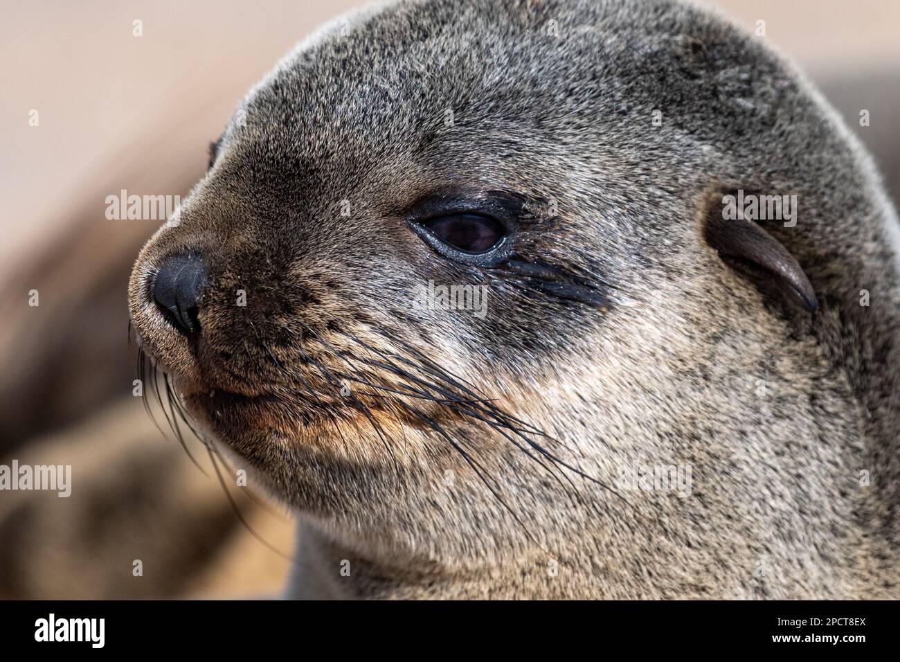 Cloe-up of a fur seal at the cape cross seal reserve along the skeleton ...