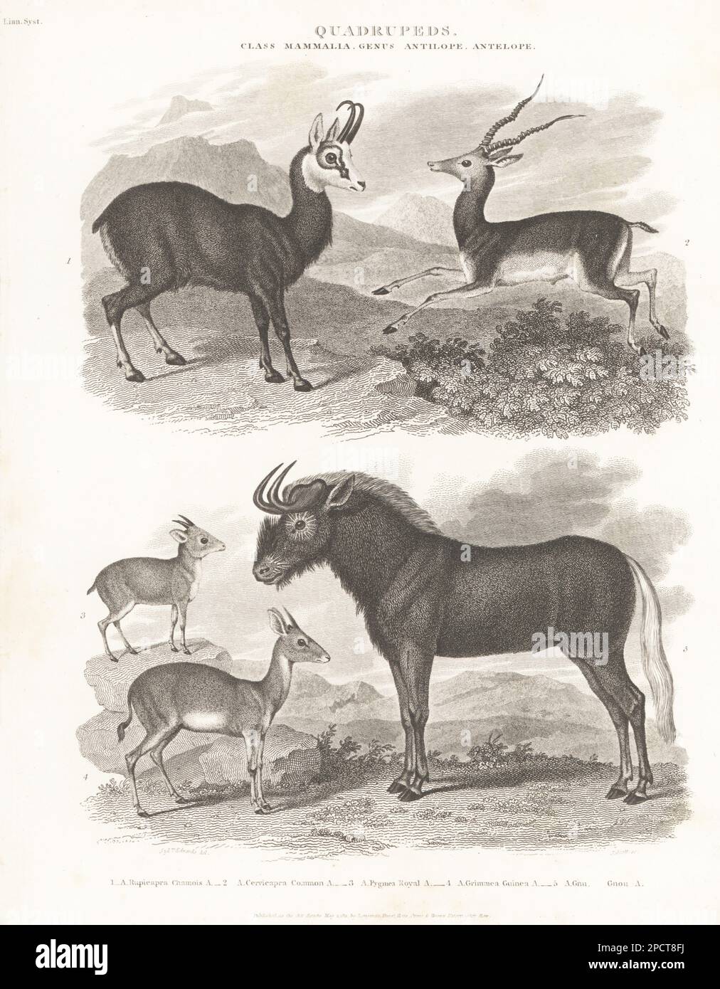 Antilope grimmea hi-res stock photography and images - Alamy