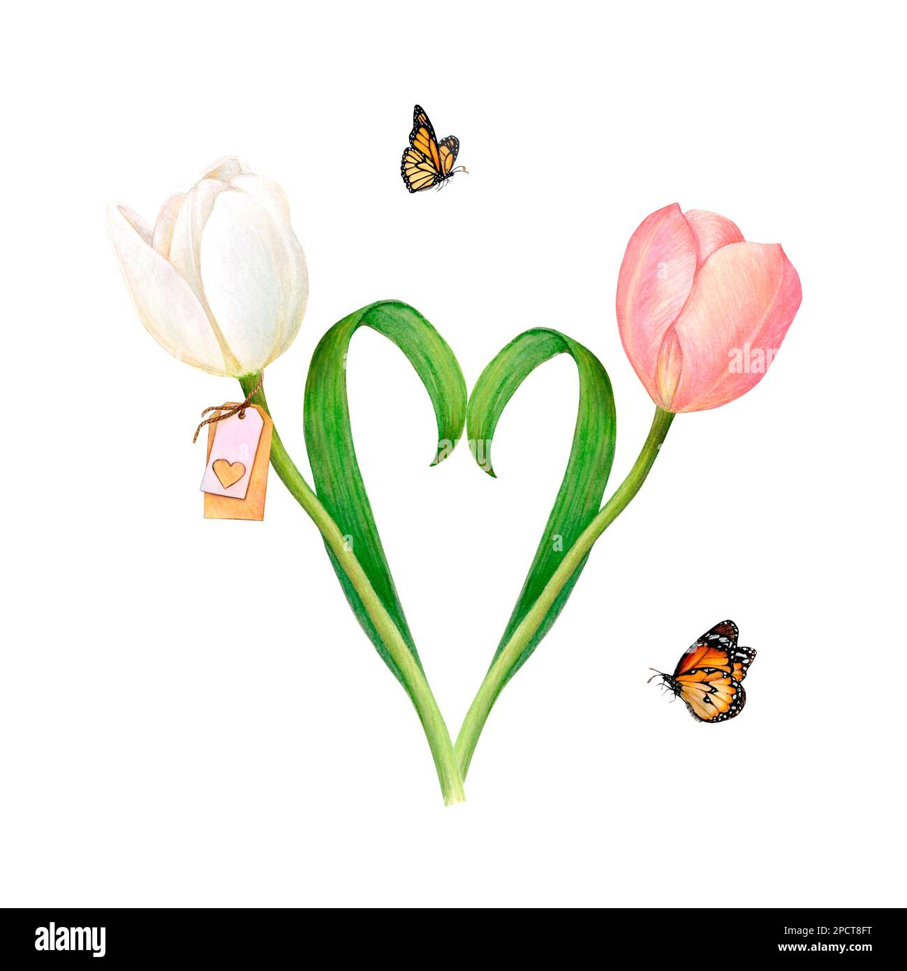 Watercolour drawing of two gentle beautiful pink and white tulips with ...