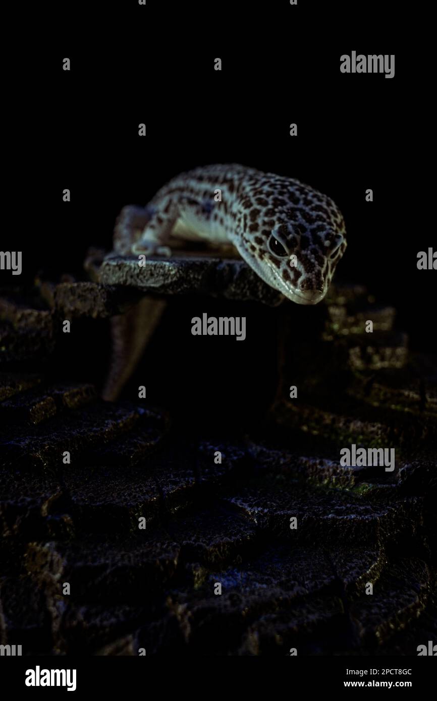 A portrait of a Leopard Gecko crawling on woods under the lights with a ...