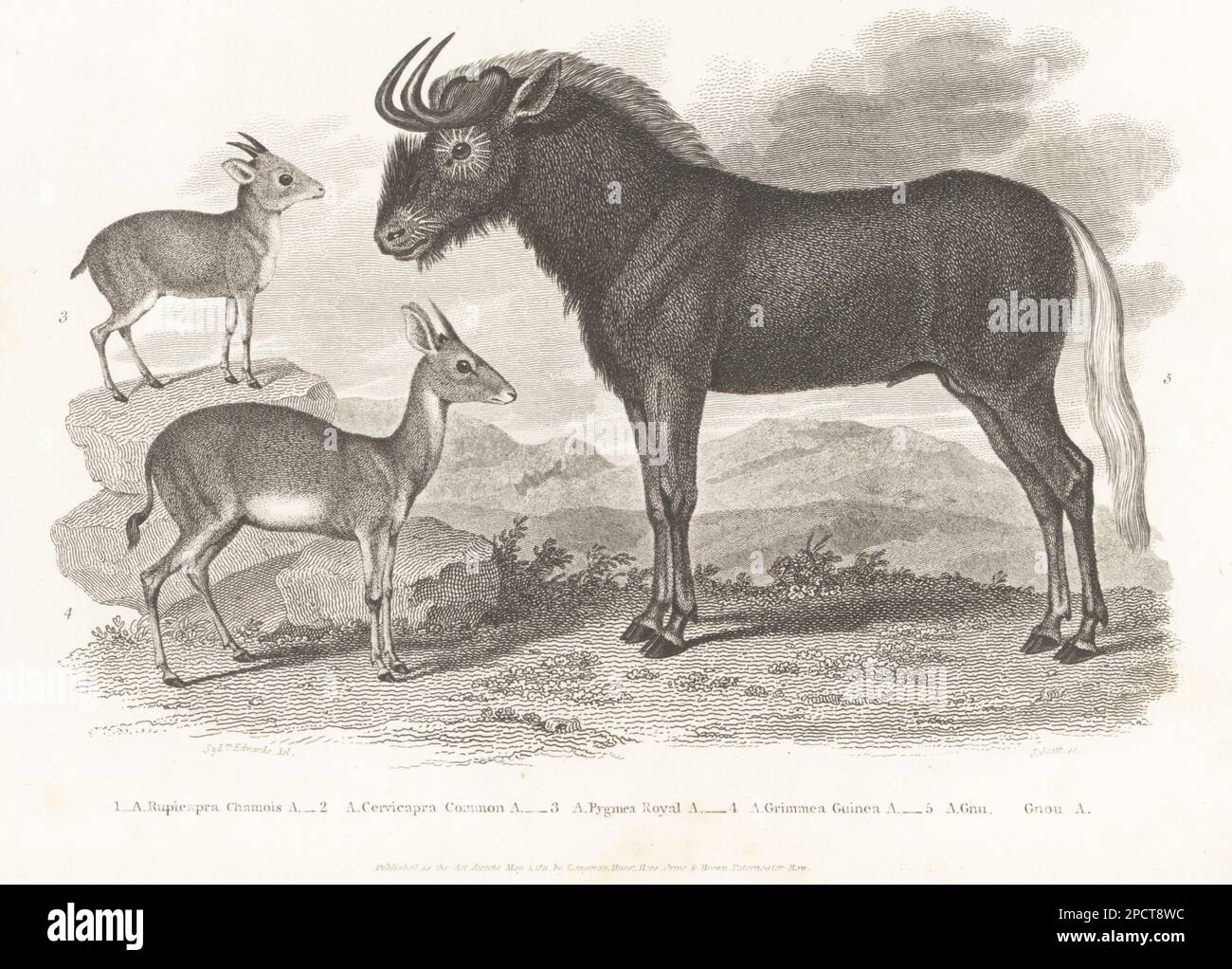 Capra grimmia hi-res stock photography and images - Alamy