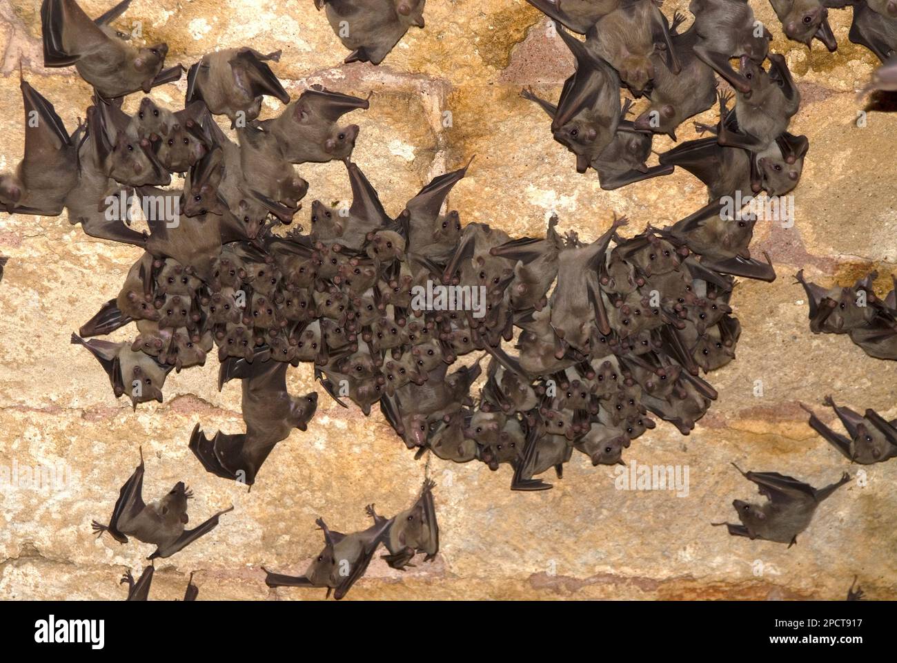 Fruit bats, Rousettus aegyptiacus, colony rest in a cave Stock Photo ...
