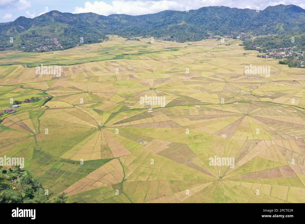 Rainforest food web hi-res stock photography and images - Alamy