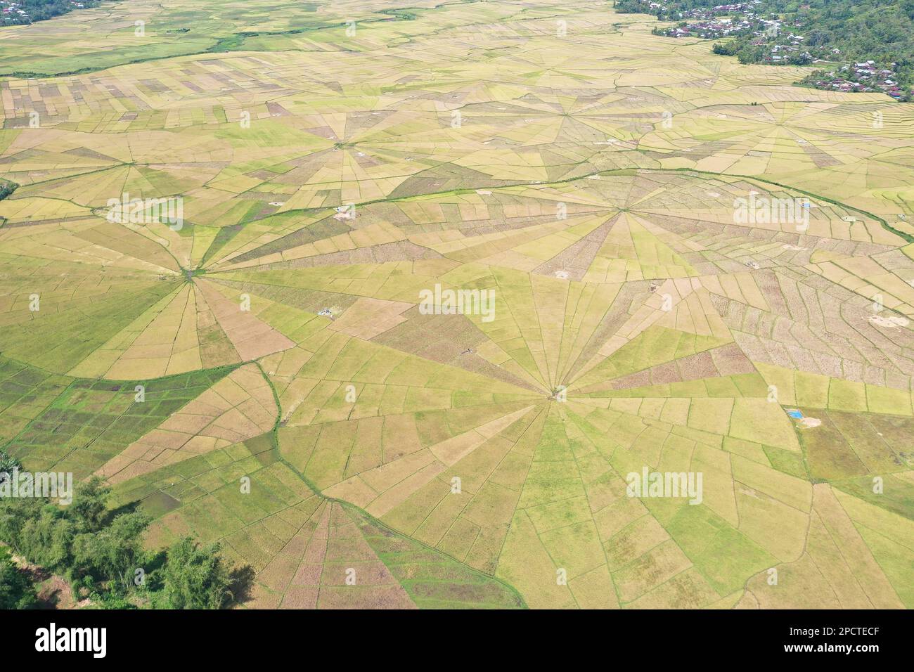 Drone shot from total bird's eye view of spider web rice field in ...