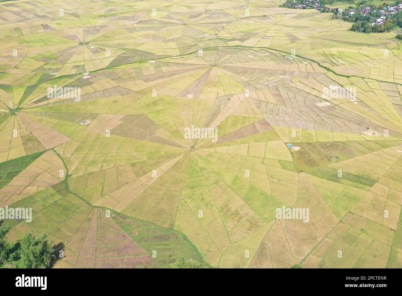 Drone shot from total bird's eye view of spider web rice field in ...