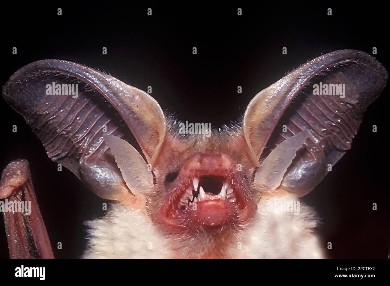 Desert long eared bat hi-res stock photography and images - Alamy Desert long eared bat hi-res stock photography and images - Alamy