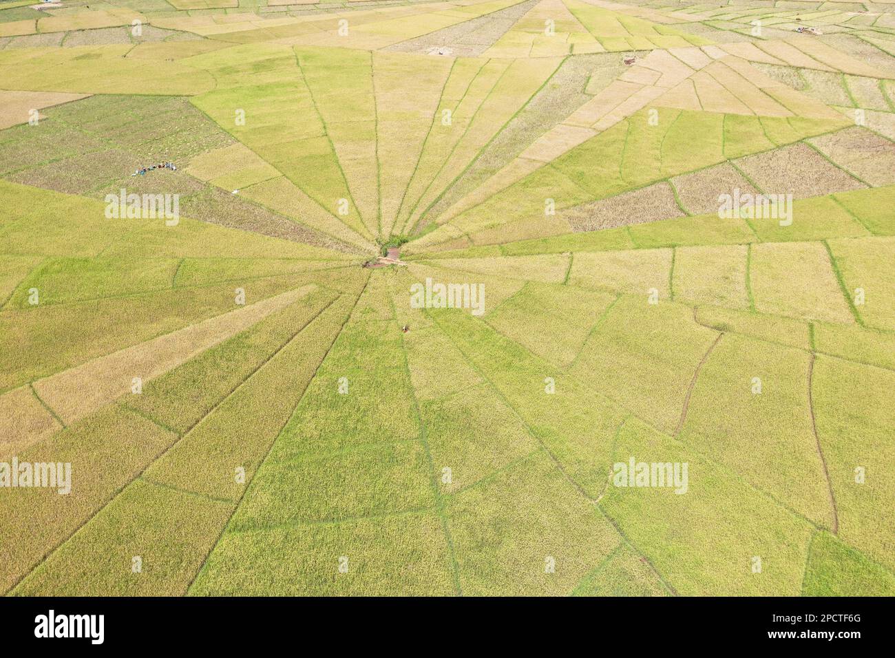 Drone shot from total bird's eye view of spider web rice field in ...