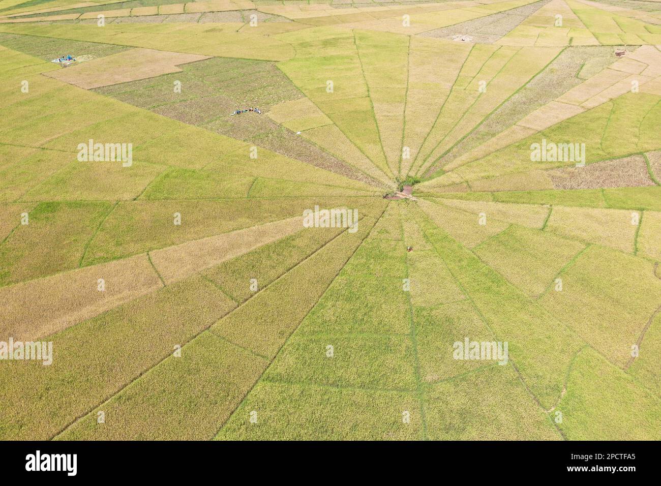 Drone shot from total bird's eye view of spider web rice field in ...
