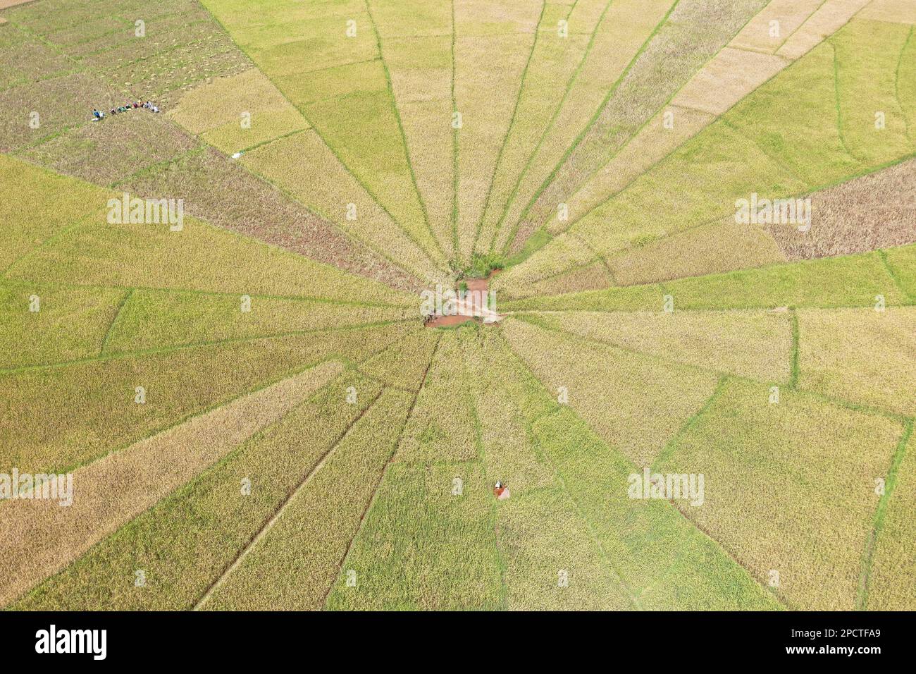 Drone shot from total bird's eye view of spider web rice field in ...