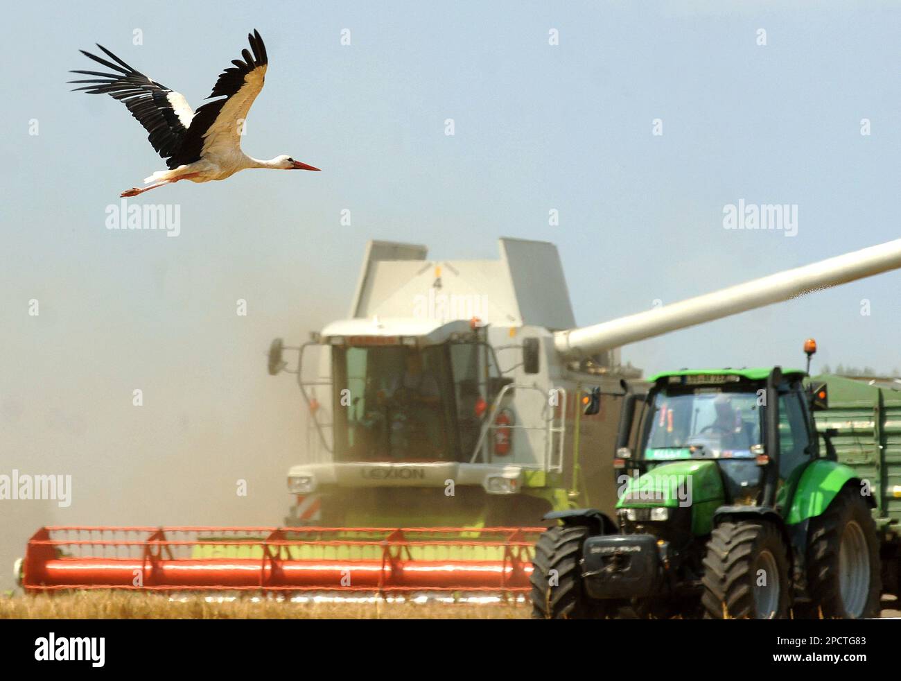 A stork flies in front of a combine harvester at a freshly harvested ...