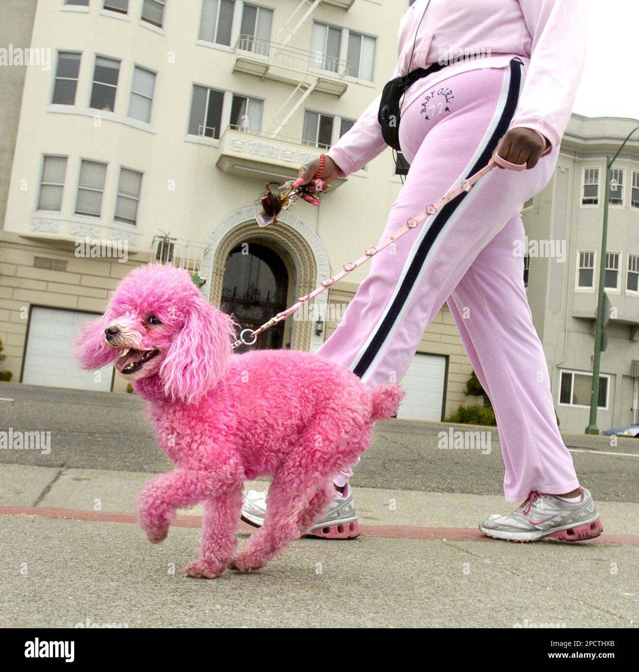 Pink Princess, a 1-year-old toy poodle, enjoys a walk around Oakland ...