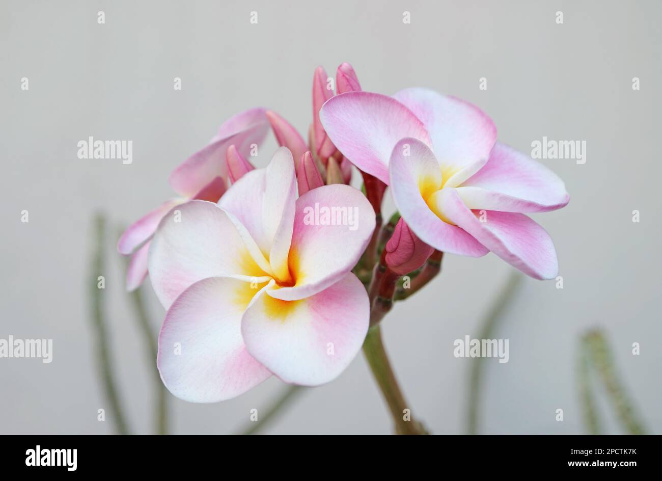 Gorgeous plumeria flower hi-res stock photography and images - Alamy