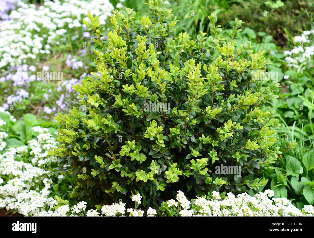 Close up on untrimmed buxus, boxwood shrubs. Boxwoods in Spring Stock ...