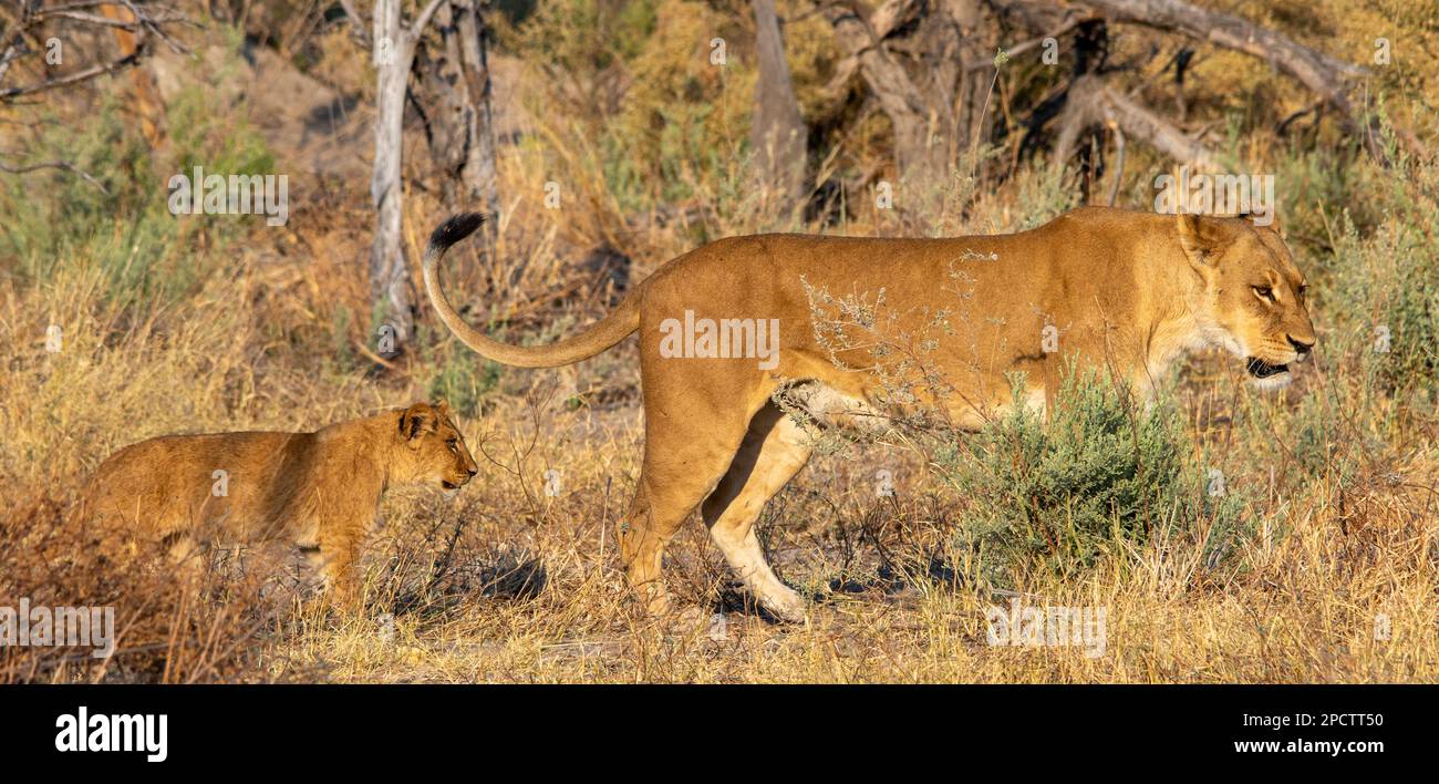 Lioness and cub strolling in line through the African wilderness Stock ...