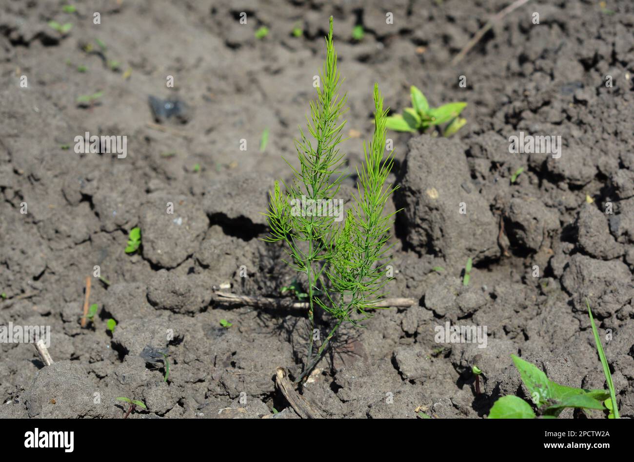 How to Plant Asparagus. Growing asparagus plant in the second year ...
