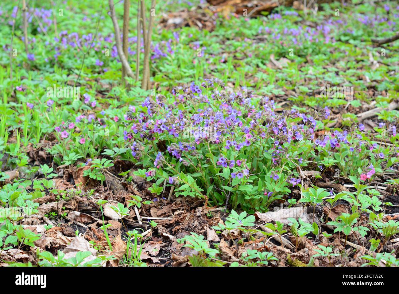 A close-up on beautiful pulmonaria, lungwort blooming with pink and ...