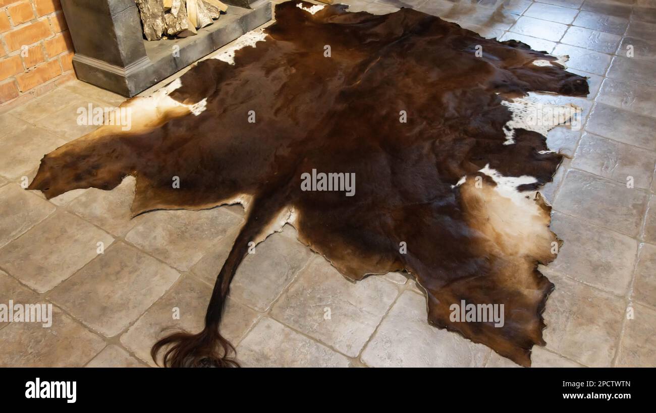 The skin of a wild animal bull lies on the floor. Hunting trophies ...