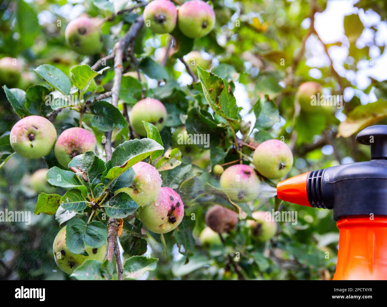 Spraying An Apple Tree With Fruits From Codling Moth And Aphids