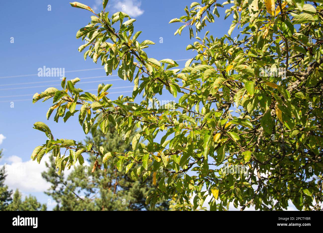 Yellowing and drying of the leaves on the plum tree, lack of moisture ...