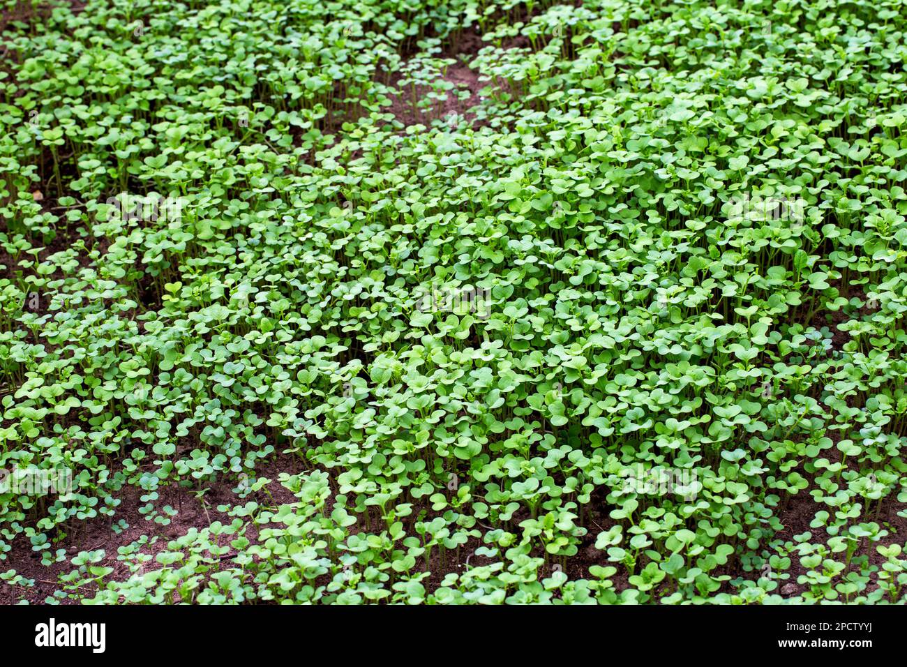 Green plant oil radish. A plant that sits in the soil in a greenhouse ...