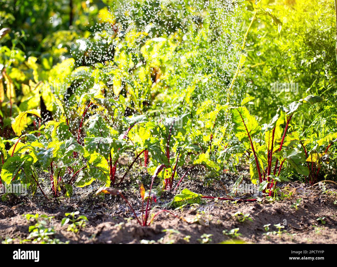 Watering and fertilizing beets with top dressing with water. Growing beets in the vegetable ...