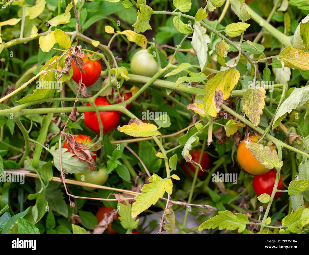 Improper care of tomato plants. Disease Alternariosis dry spotting ...