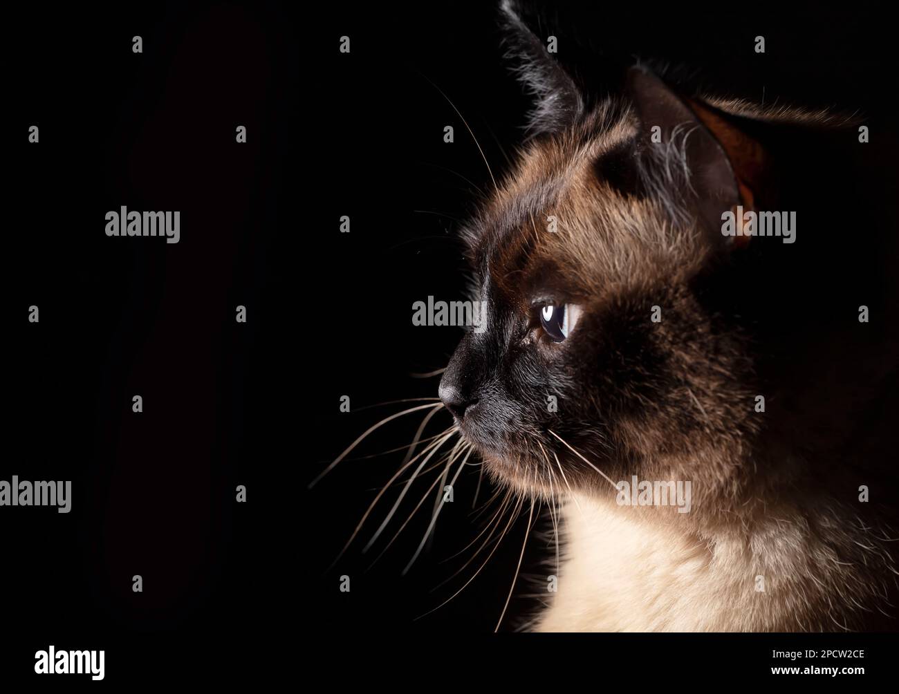 The muzzle of a Siamese cat in profile on a black background Stock ...