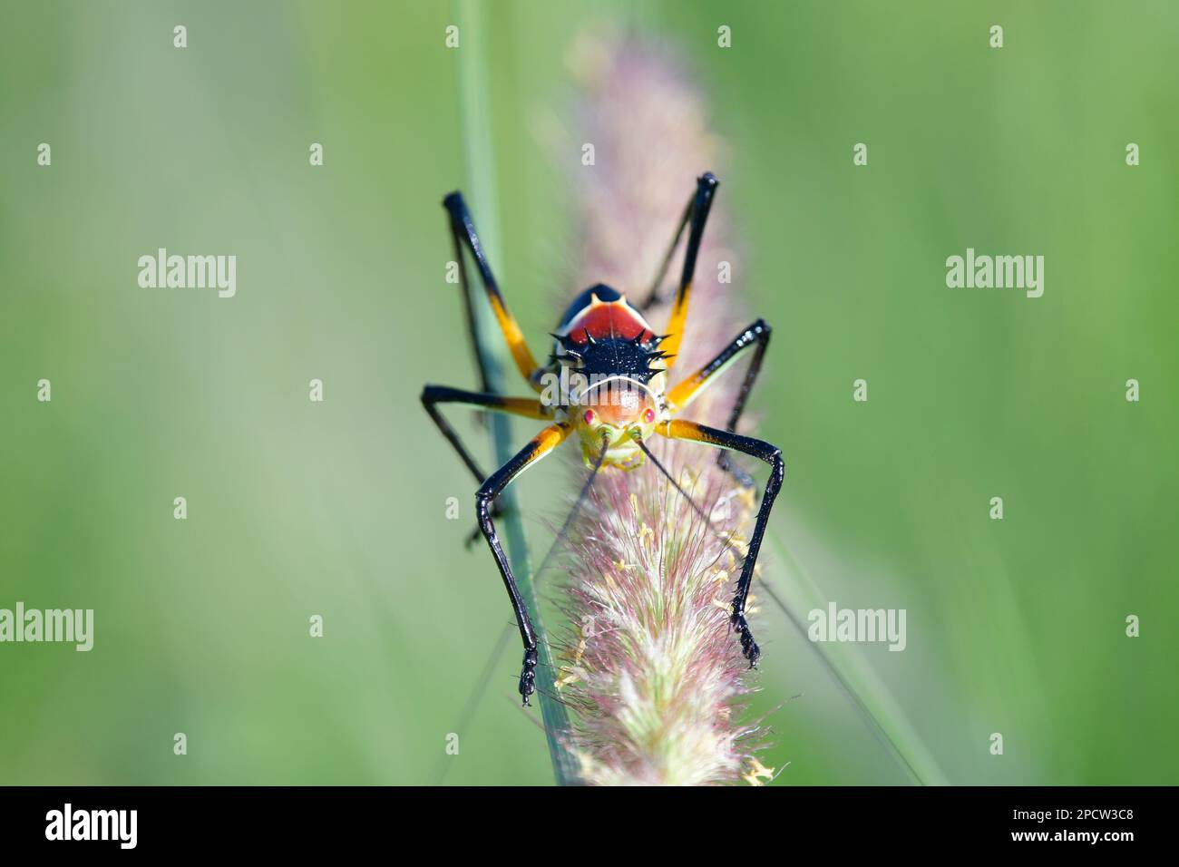 Armoured cricket, Southern Namib desert near Sesriem and Sossusvlei ...