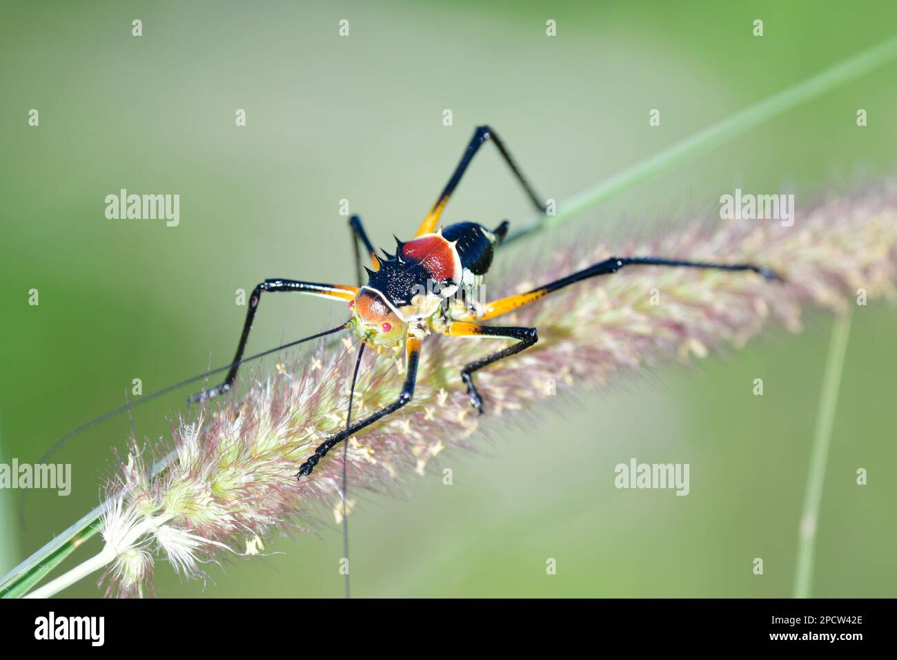 Armoured cricket, Southern Namib desert near Sesriem and Sossusvlei ...
