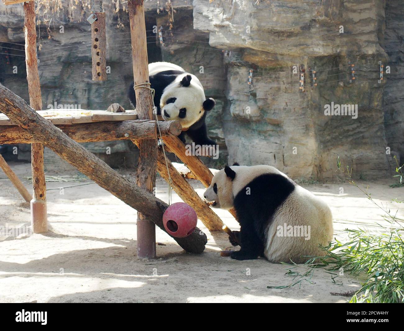 Giant panda twins Mengbao and Mengyu play and enjoy food at Beijing Zoo ...