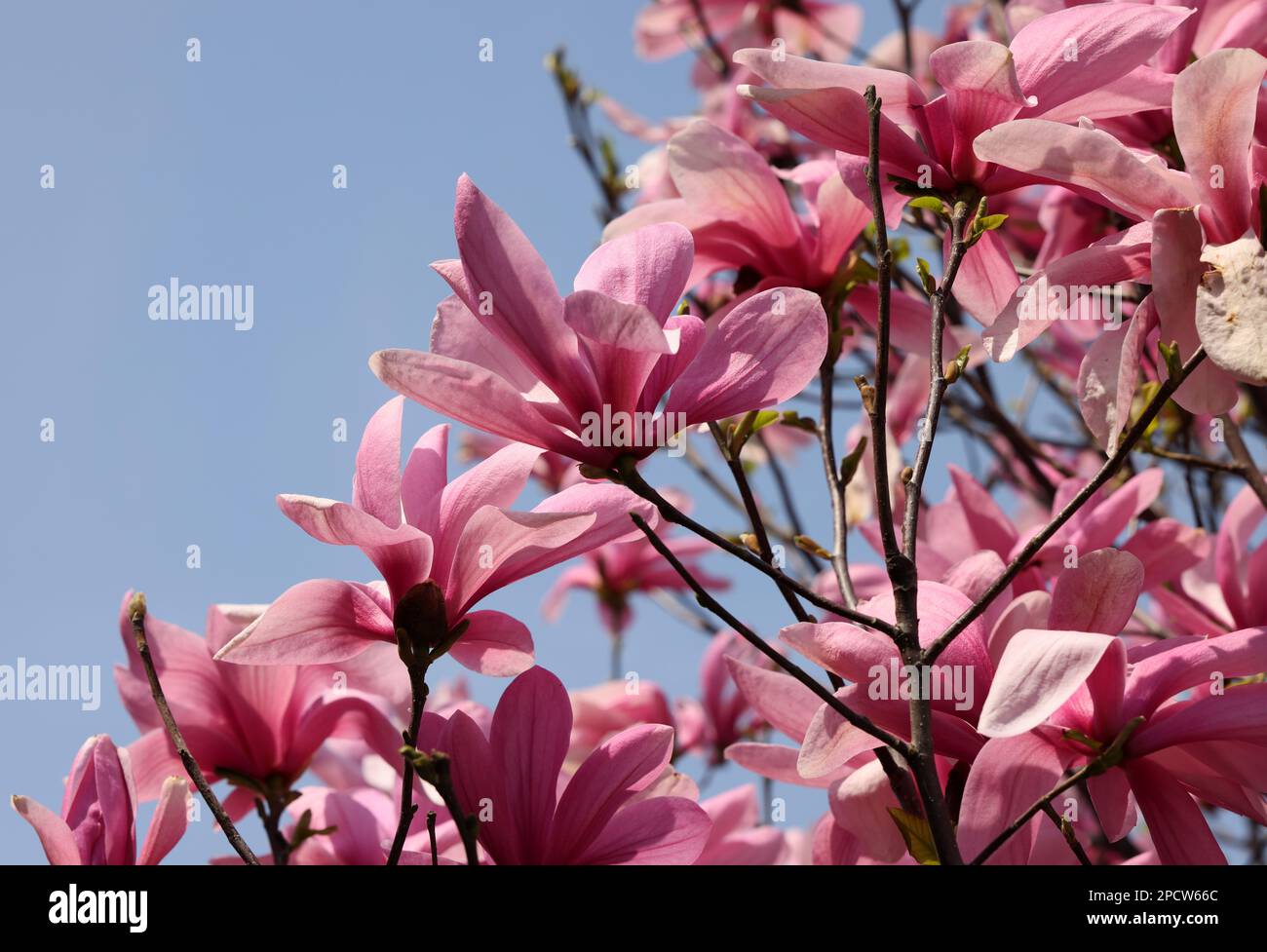 Beautiful magnolia tree blossom in spring. Pink magnolia flowers on a ...