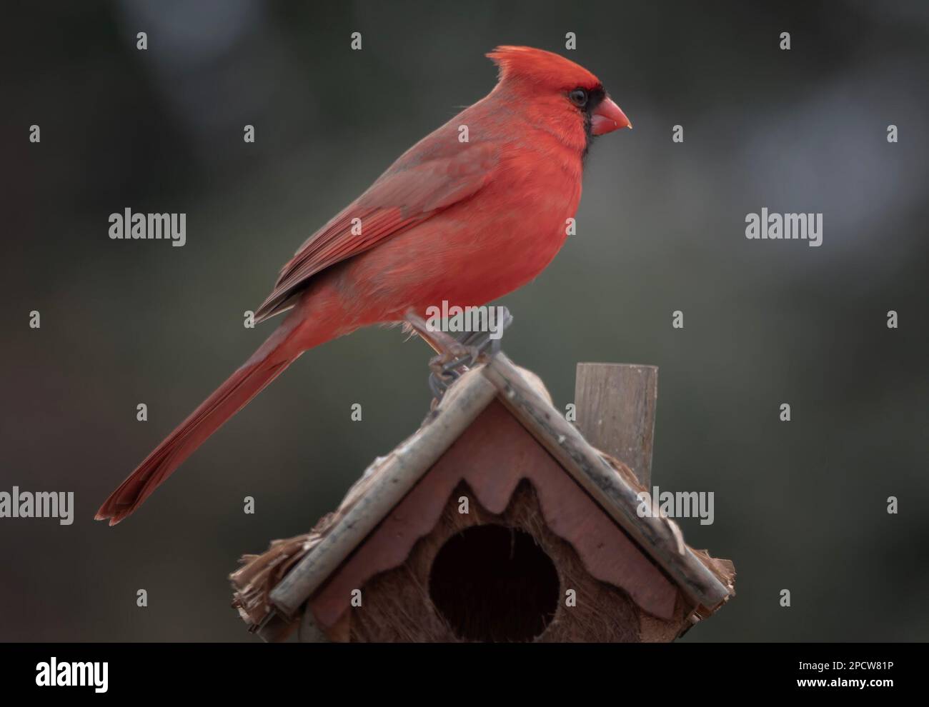 Northern Cardinal on a bird house roof Stock Photo - Alamy