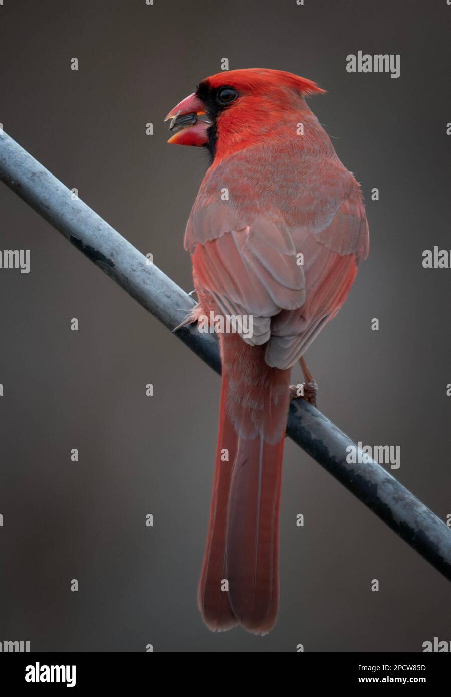 Northern Cardinal on a high perch Stock Photo - Alamy
