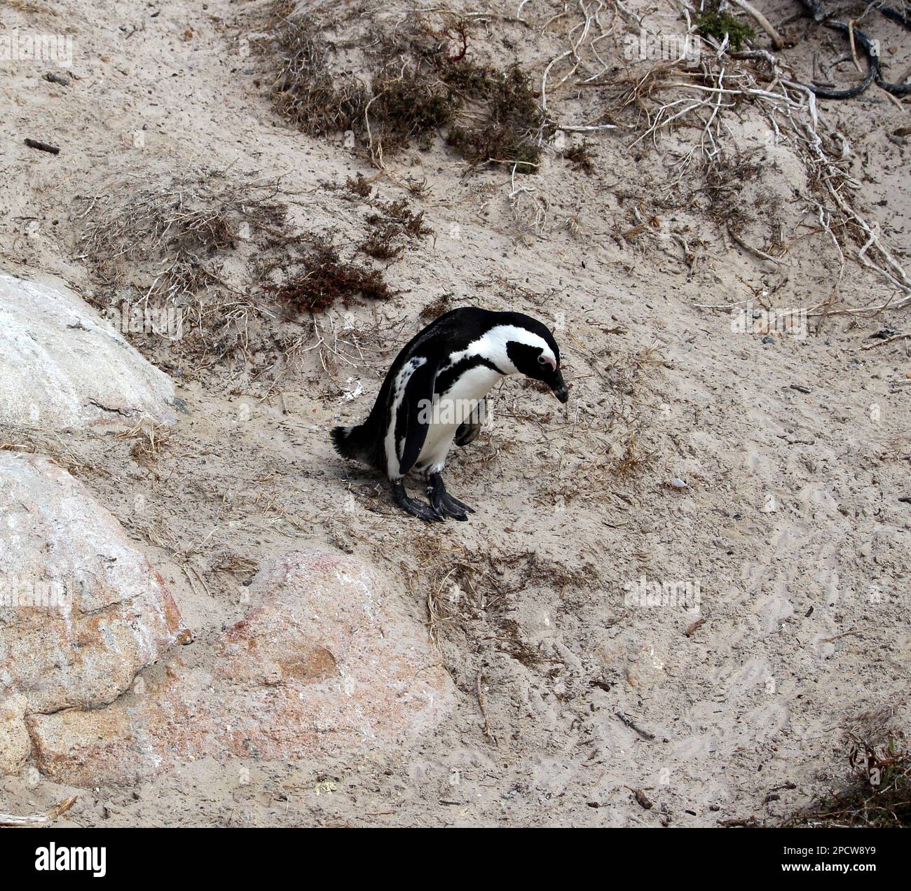 Skin mask on bird hi-res stock photography and images - Alamy