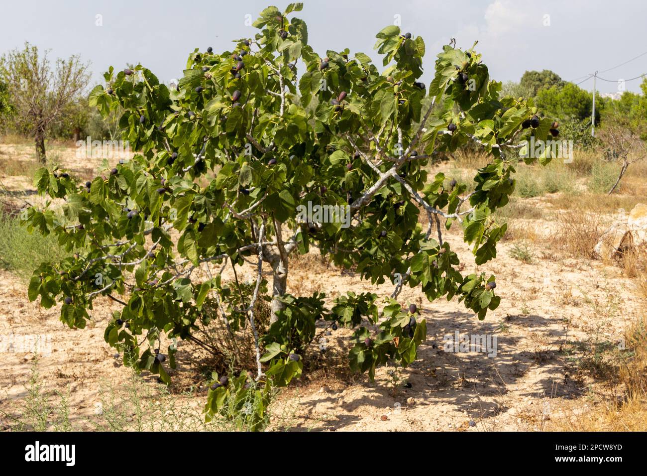Fig tree in a field. Spain Stock Photo - Alamy