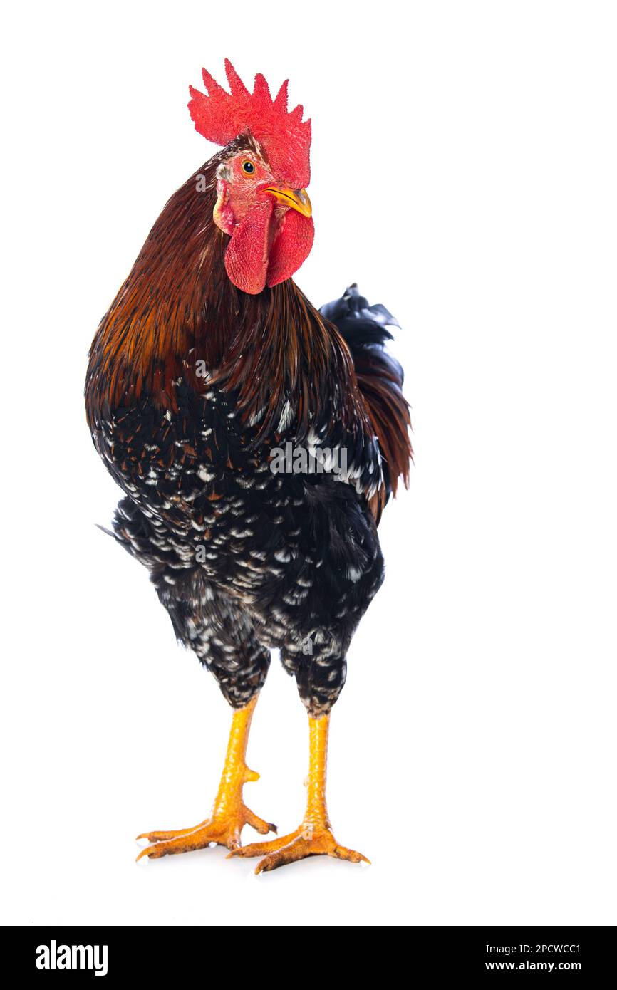 Rooster of the Swedish flower chicken breed isolated on a white ...